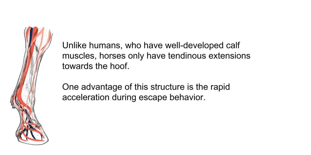 Stübben x EQUI compress - Compression stockings for horses